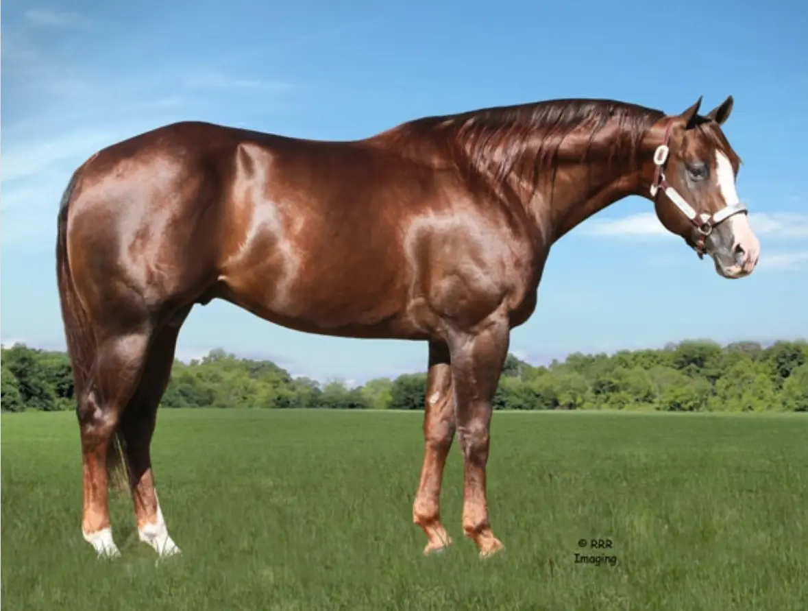 JAMISON RANCH HEREFORDS & QUARTER HORSES | Stallions