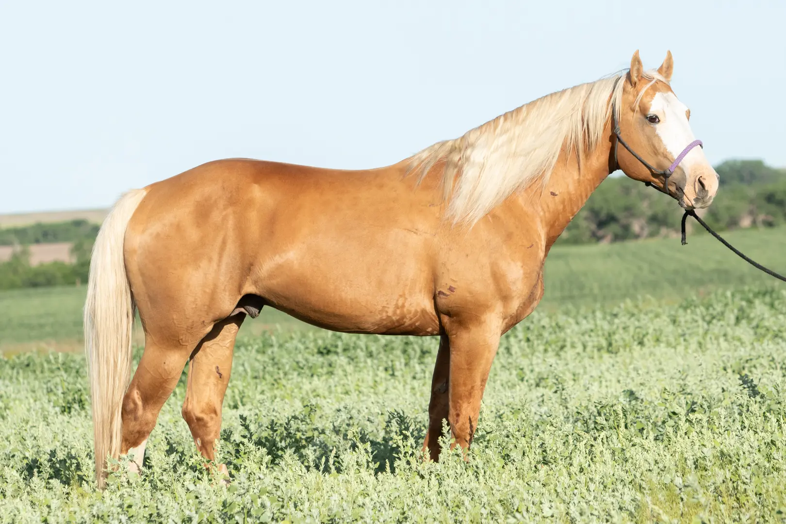 JAMISON RANCH HEREFORDS & QUARTER HORSES | Stallions