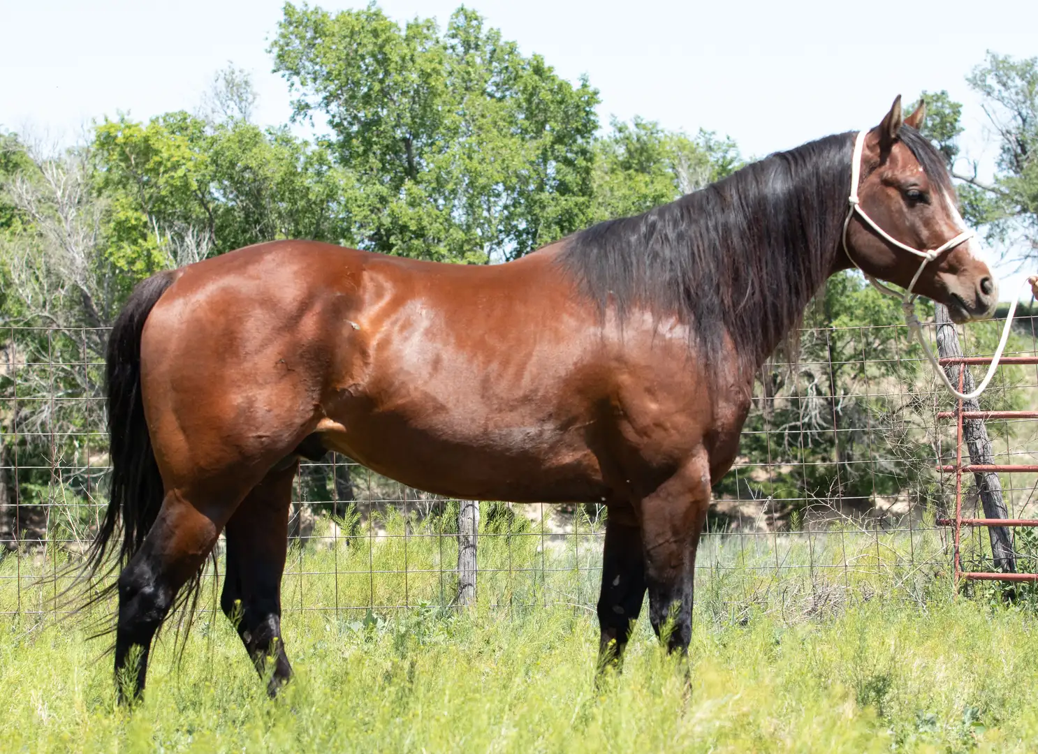 JAMISON RANCH HEREFORDS & QUARTER HORSES | Stallions